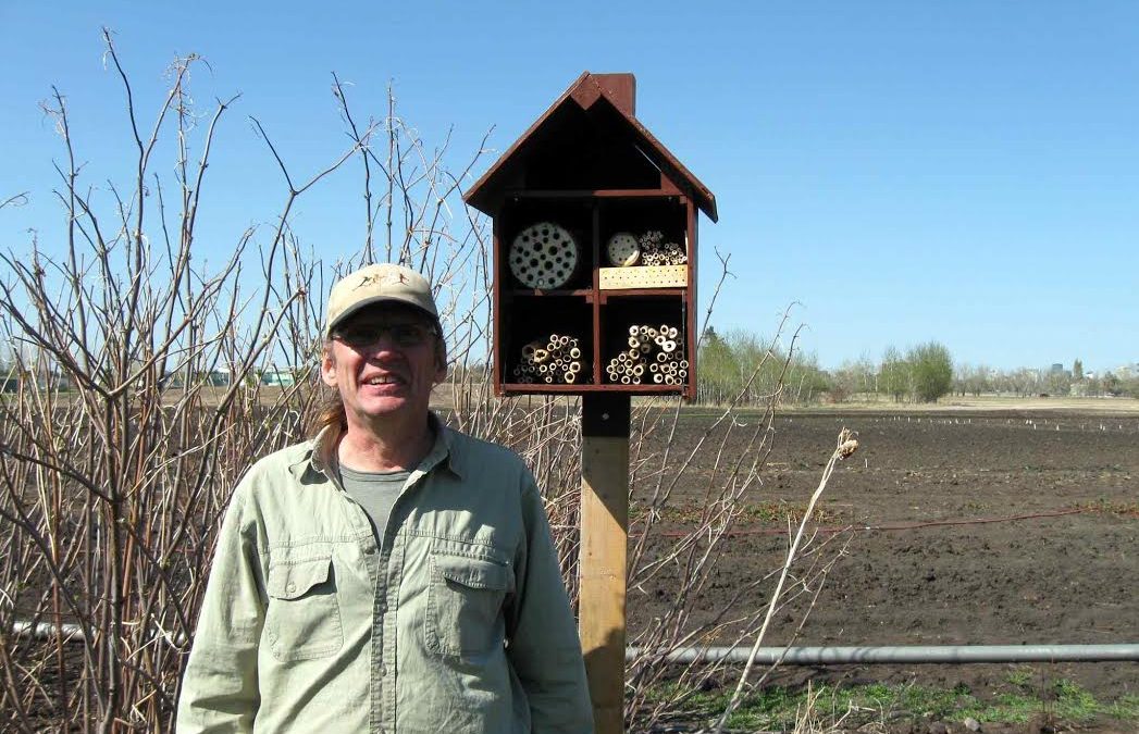 Nesting Boxes For Native Bees In Edmonton | Green & Gold Garden